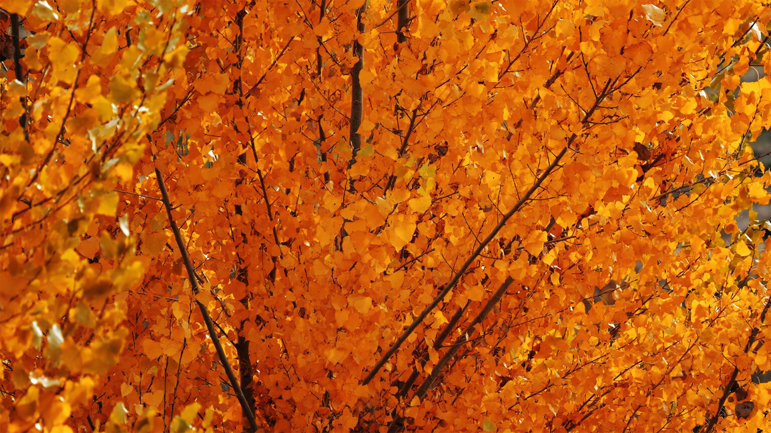 2024 Fall Release | AdvancedMD