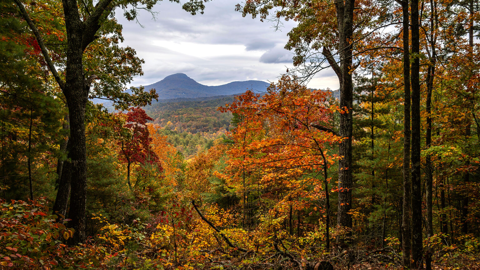 MD Coder Automated Medical Billing Services & Coding | AdvancedMD